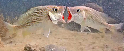 Silica Mag — Watch Fish Go WILD on the Coral City Camera