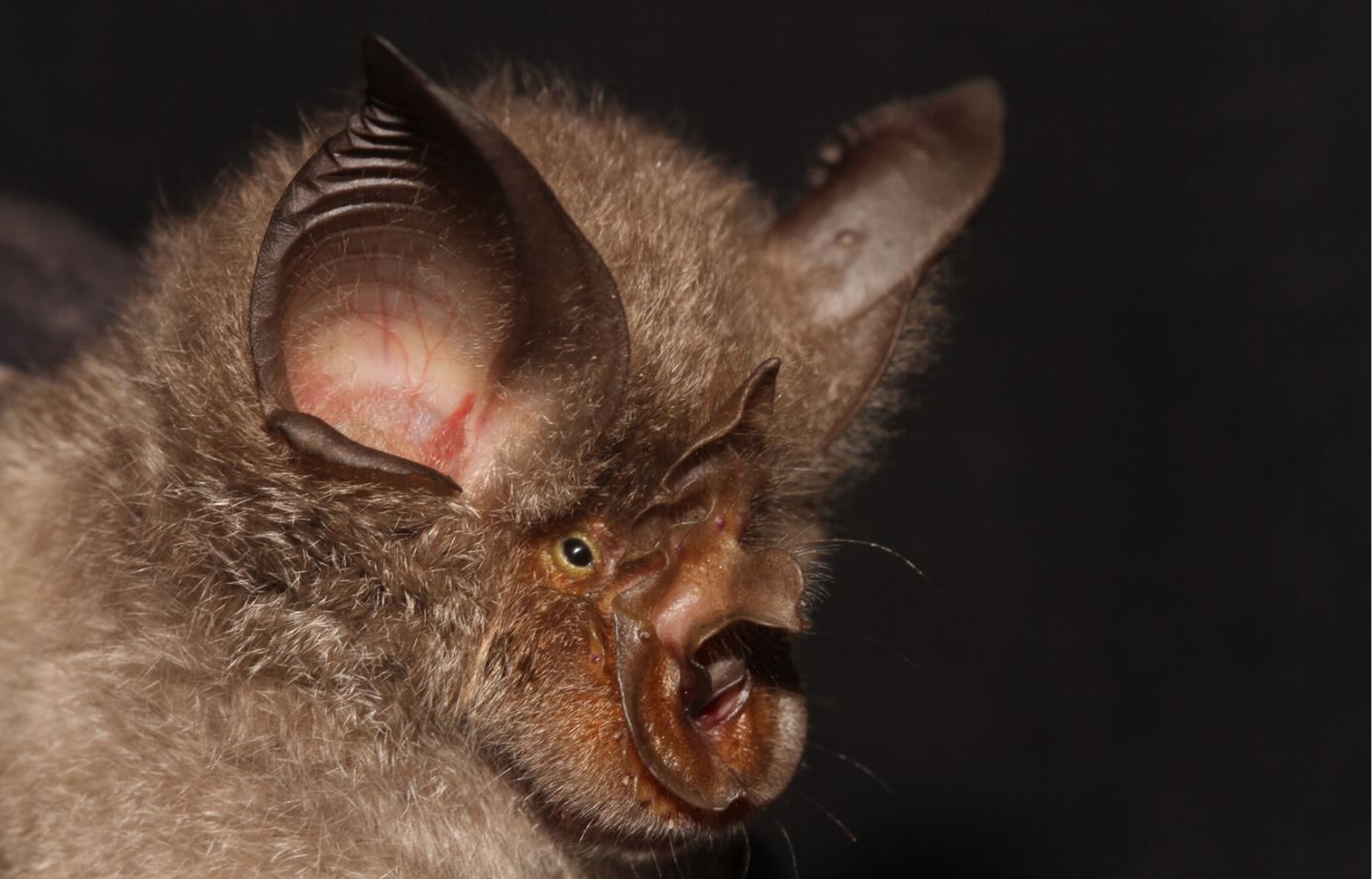 Silica Mag — Don’t Blame the Chinese Horseshoe Bat for the Coronavirus ...