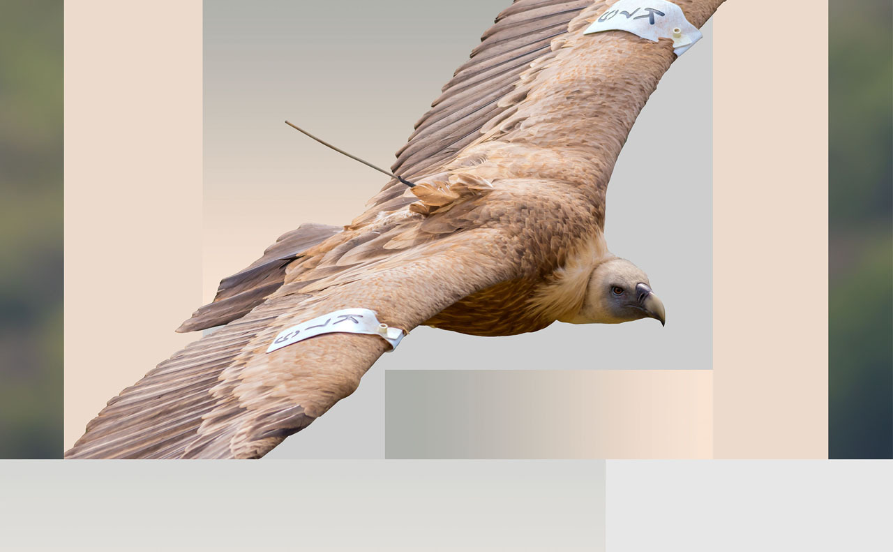 Silica Mag — Inside the Animal Internet